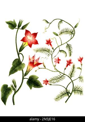 Botanik, Pflanze, Convolvulus, Pflanzen aus der Gattung Winde, Windern ...