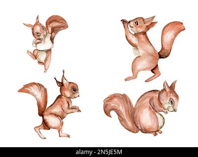 Hand drawn watercolor squirrel. Watercolor hand draw fairy tale ...