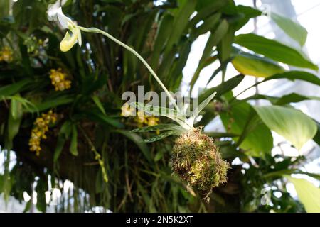 Floating orchid plant Stock Photo - Alamy