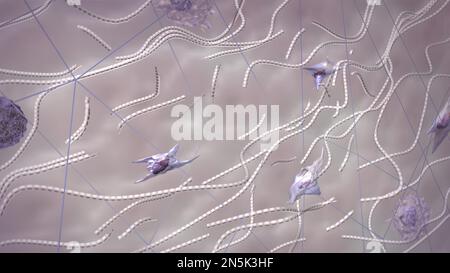 Skin extracellular matrix structure. Fibroblasts, collagen, and elastic ...