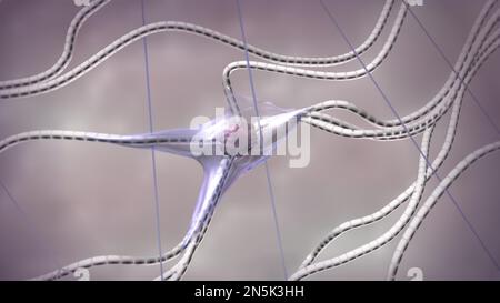 Skin extracellular matrix structure. Fibroblasts, collagen, and elastic ...