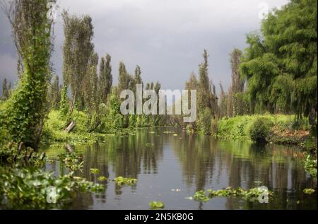 An Axolotl, also known as the Mexican Walking Fish, is a hardy and very ...