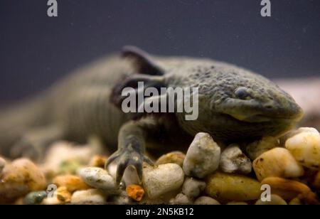 An Axolotl, also known as the Mexican Walking Fish, is a hardy and very ...