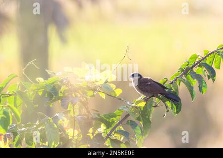Senegal Coucal (Centropus senegalensis), Kotu Creek, Banjul, Gambia ...