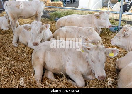 White Cows Laying Down Sleeping at Cattle Farm Stock Photo - Alamy