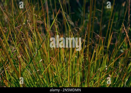 Stems of rush grass, Scotland Stock Photo - Alamy