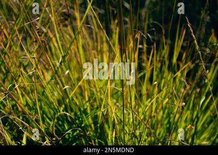 Stems of rush grass, Scotland Stock Photo - Alamy