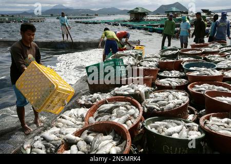 Lake Taal with a volcano and fish cages on a fish farm, top view. Luzon ...