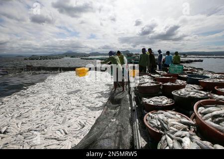 Lake Taal with a volcano and fish cages on a fish farm, top view. Luzon ...