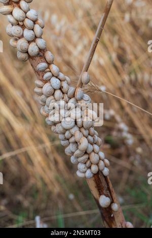 Cluster of snails stuck to a plant in the Sicilian countryside. Sicily ...