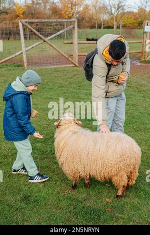 Little caucasian boy feeding ram in a farm. Ram eating grains of cereal ...