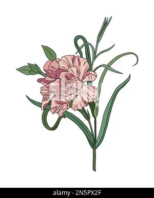 Carnation, January birth month flower vector art Stock Vector Image ...