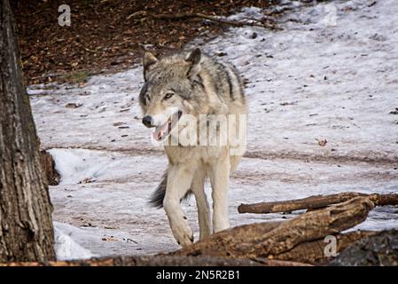 Grey Wolf Calgary Zoo Alberta Stock Photo - Alamy