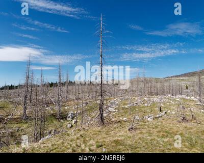 Burned dead forest. Aftermath of a devastating fire. Consequences of ...