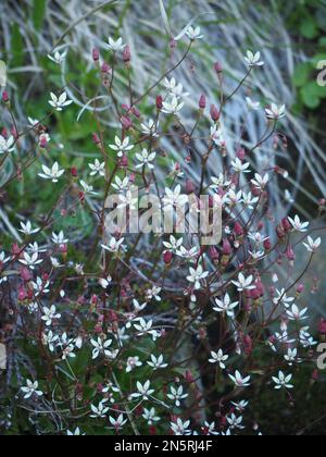 Saxifraga stellaris, Starry Saxifrage, Micranthes stellaris ...