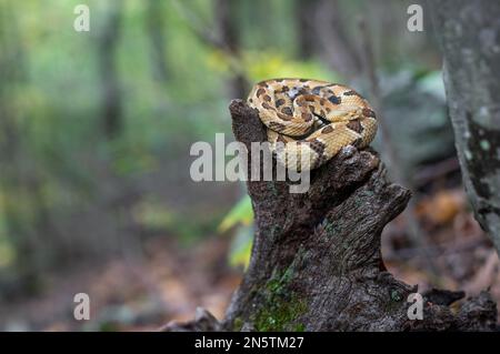 New York timber rattlesnake Stock Photo - Alamy