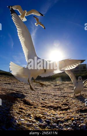 A swarm of seagulls fly overhead looking for food on a beach Stock ...