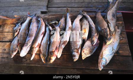 A variety of river fish from the Amur River on the fisherman's table ...