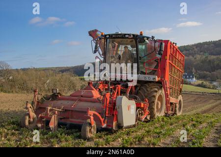 Vervaet 6 row beet harvester lifting fodder beet for winter cattle ...