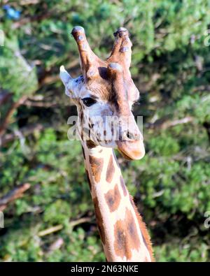 Funny giraffe genus Giraffe head shot Stock Photo - Alamy