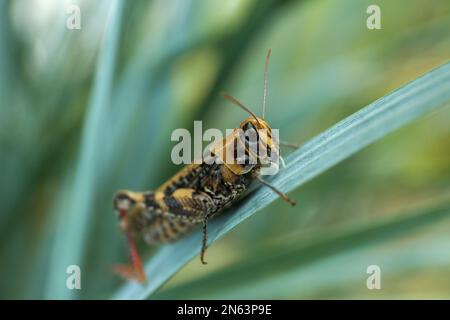 Common grasshopper on green leaf outdoors. Wild insect Stock Photo - Alamy
