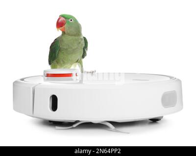 Modern robotic vacuum cleaner and Alexandrine parakeet on white ...