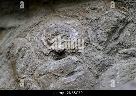 Fossilized skeleton of a dinosaur on display in a palaeontology museum ...