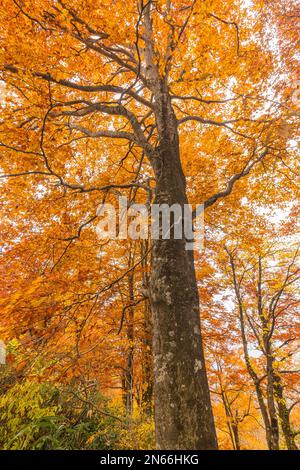 Forest in autumn, red beech, fagus sylvatica, Austria, Vienna ...