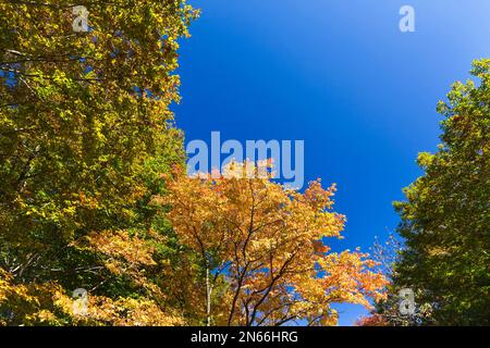 Autumn forest at Tazawako, Plateau, Senboku city, Akita, Tohoku, Japan ...