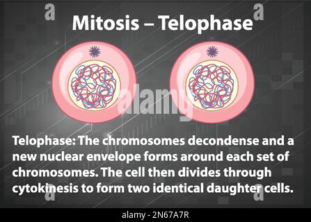 Process of mitosis telophase with explanations illustration Stock Vector Image & Art - Alamy