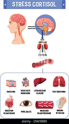 Stress cortisol system scheme illustration Stock Vector Image & Art - Alamy