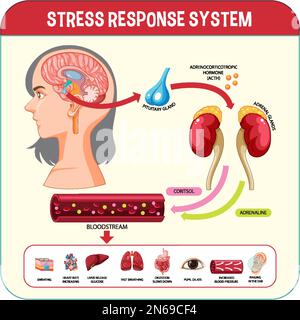 Stress response system scheme illustration Stock Vector Image & Art - Alamy