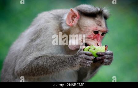 monkey at Bannerghatta national park Bangalore playing in the zoo ...