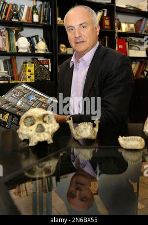 Tbilisi, Georgia. Georgian National Museum. Homo Erectus Skull. Homo ...