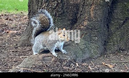 Tree damage caused by Grey Squirrels, Devon, UK Stock Photo - Alamy