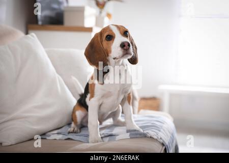 Cute Beagle puppy on sofa indoors. Adorable pet Stock Photo - Alamy