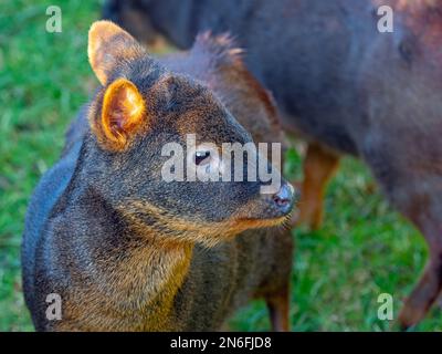 Southern pudu Pudu puda grazing Stock Photo - Alamy