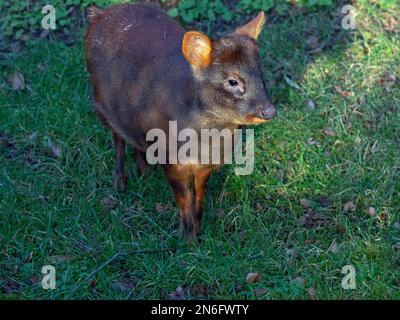 Southern pudu Pudu puda grazing Stock Photo - Alamy