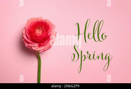 Pink blossoming ranunculus on pink festive background, pastel bouquet ...
