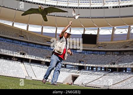 Falconer Hank Chalmers spins a dummy bird as he trains his Peregrine ...