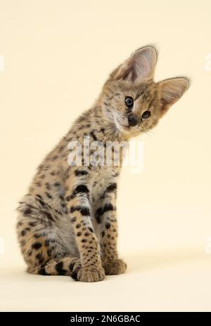 Serval (Leptailurus serval), juvenile, sitting, 9 weeks, captive, studio shot, Austria Stock ...