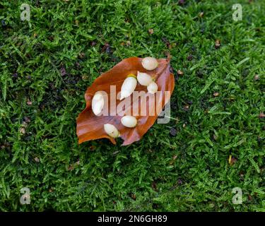 Galls of the Gall Midge (Mikiola fagi) on leaves of Common Beech (Fagus ...