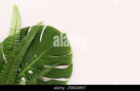 Top view of monstera leaf and ferns with copy space. High quality and ...
