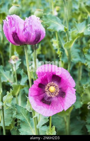 Field of pink opium poppy, also called breadseed poppies, on a cloudy ...