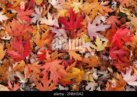 Autumn, maple leafs in Indian Summer, Provinz of Quebec, Canada Stock ...