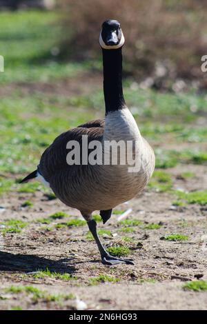 Beautiful background with a cute Canada goose Stock Photo - Alamy