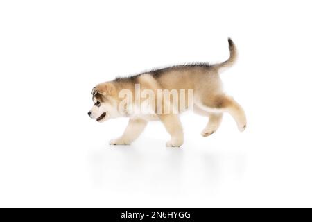 Sweetness. Studio shot of small dog posing isolated over white ...