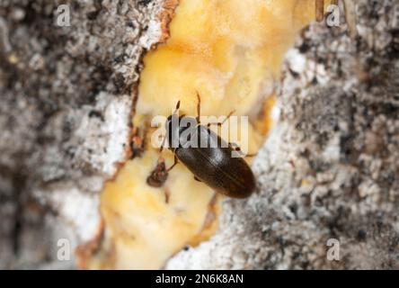 False darkling beetle, Orchesia micans on fungi, macro photo Stock ...