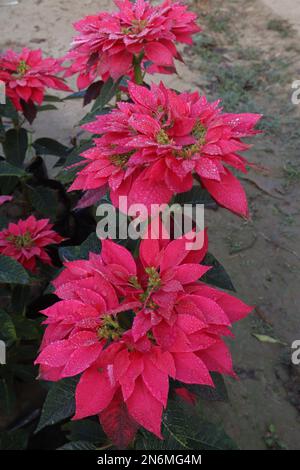 pink colored poinsettia flower farm for harvest and wedding are cash ...