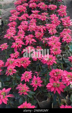 pink colored poinsettia flower farm for harvest and wedding are cash ...